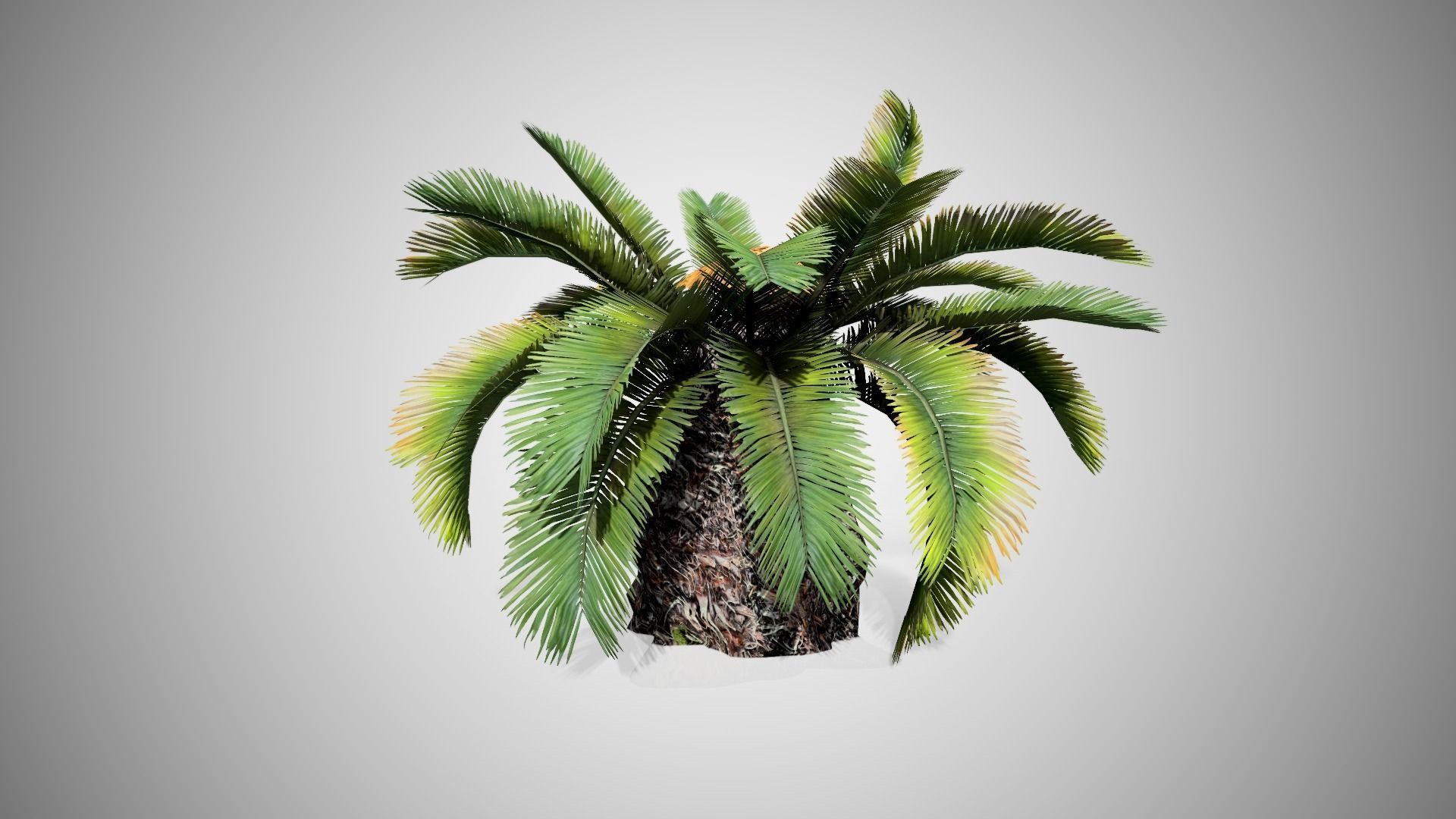 3D model Sago Palm Tree VR / AR / low-poly | CGTrader
