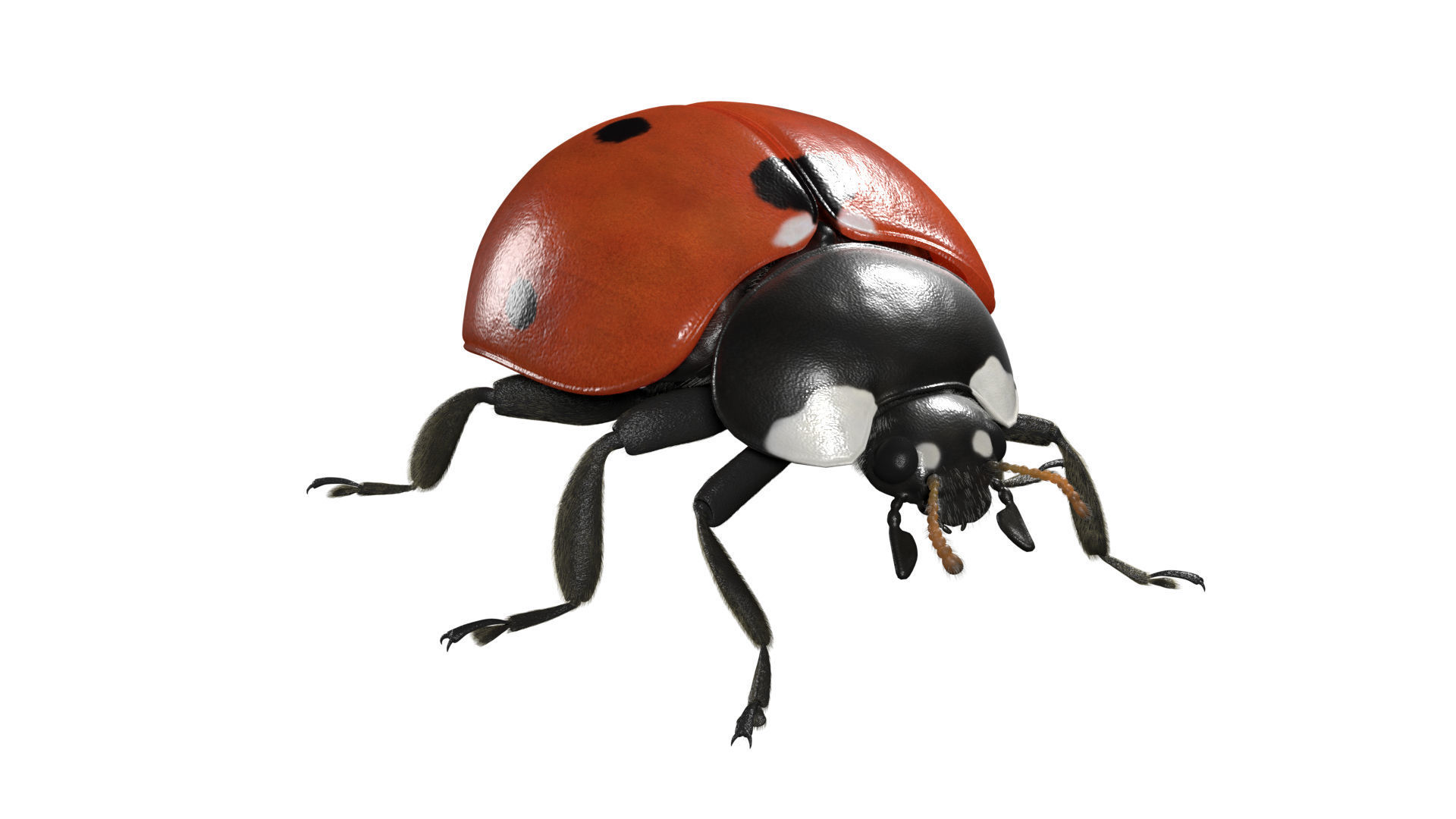 Ladybug Animated 3D model animated rigged | CGTrader