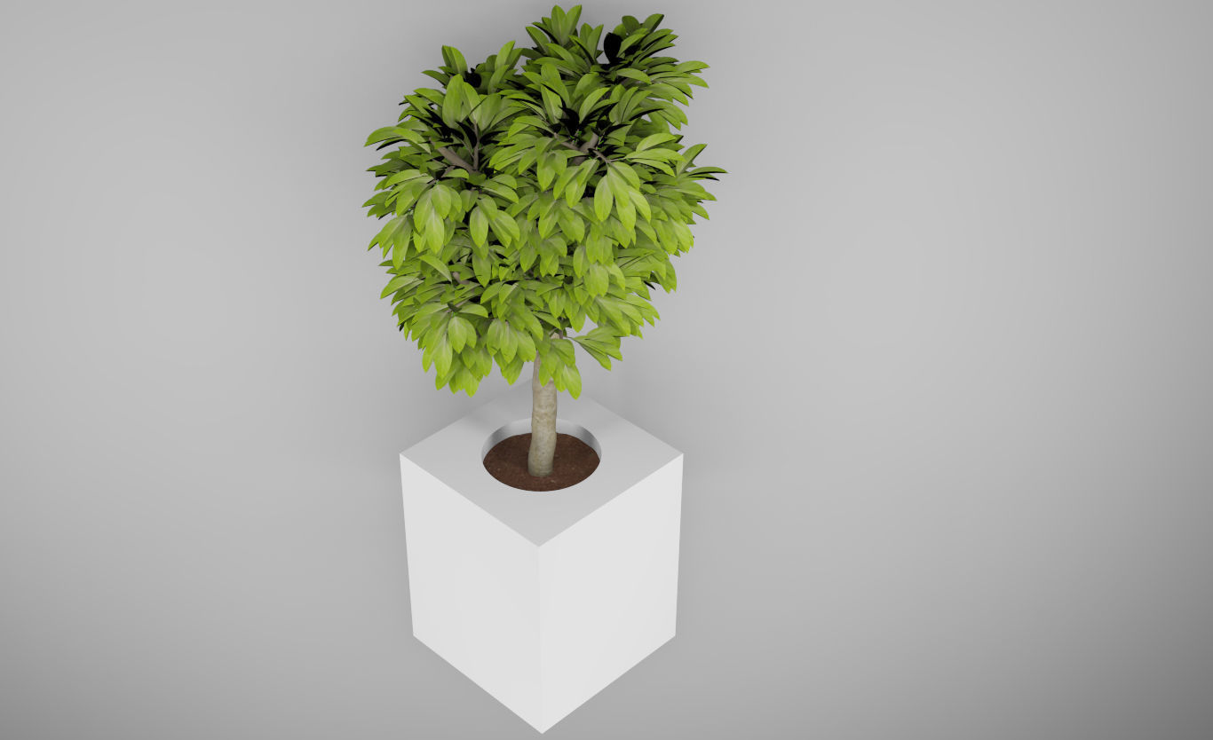 indoor tree free 3D model | CGTrader