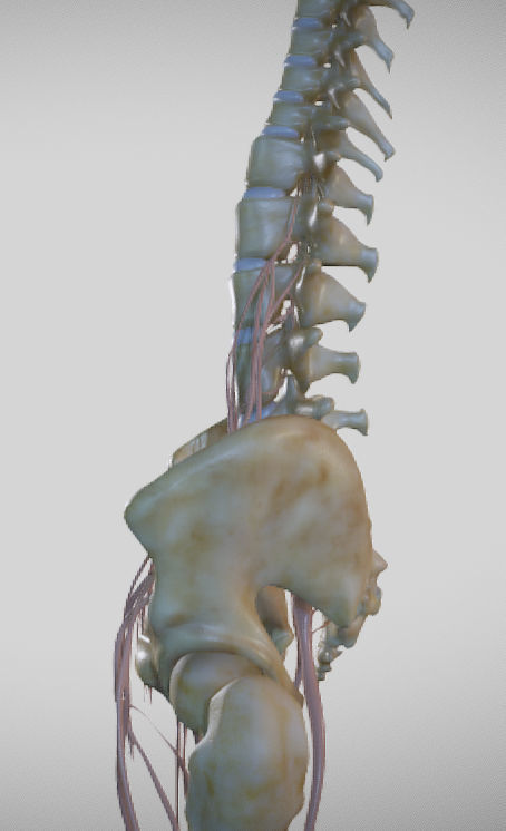 3D model Lower Limb skeleton and nerves VR / AR / low-poly | CGTrader