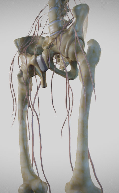 3D model Lower Limb skeleton and nerves VR / AR / low-poly | CGTrader