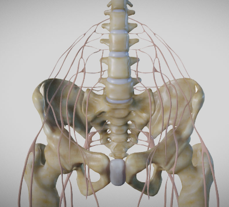 3D model Lower Limb skeleton and nerves VR / AR / low-poly | CGTrader