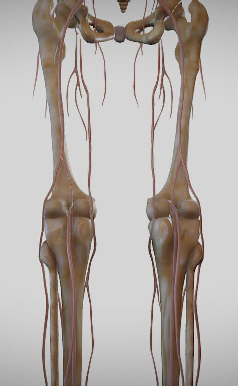 3D model Lower Limb skeleton and nerves VR / AR / low-poly | CGTrader