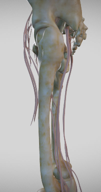 3D model Lower Limb skeleton and nerves VR / AR / low-poly | CGTrader