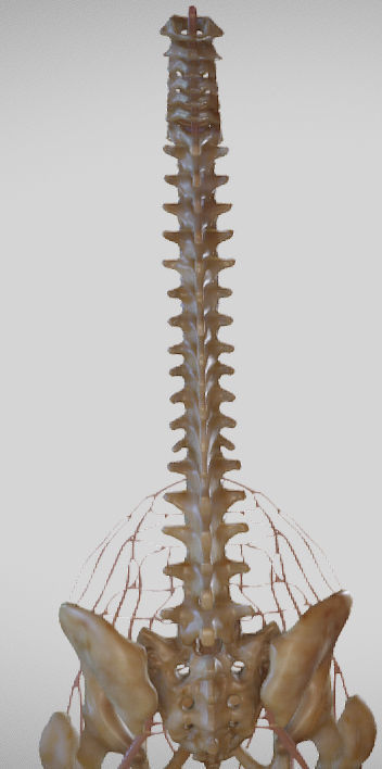 3D model Lower Limb skeleton and nerves VR / AR / low-poly | CGTrader