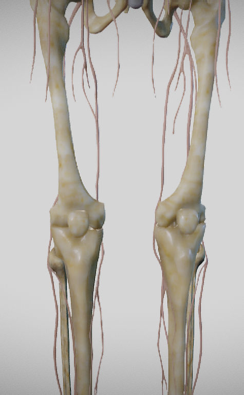 3D model Lower Limb skeleton and nerves VR / AR / low-poly | CGTrader