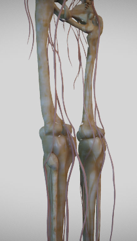 3D model Lower Limb skeleton and nerves VR / AR / low-poly | CGTrader