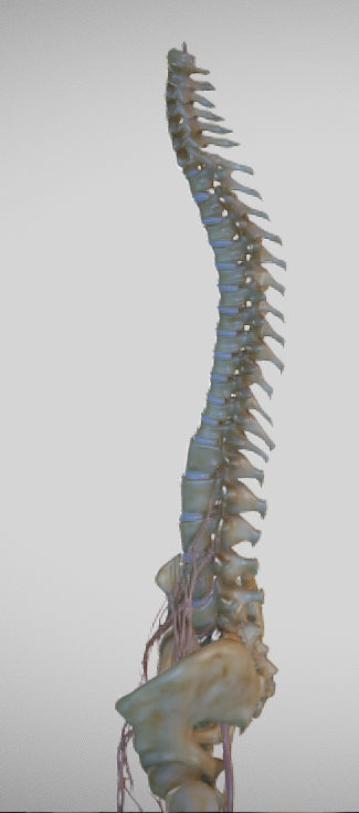 3D model Lower Limb skeleton and nerves VR / AR / low-poly | CGTrader