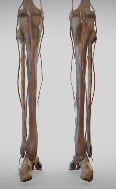 3D model Lower Limb skeleton and nerves VR / AR / low-poly | CGTrader