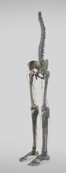 3D model Lower Limb skeleton and nerves VR / AR / low-poly | CGTrader