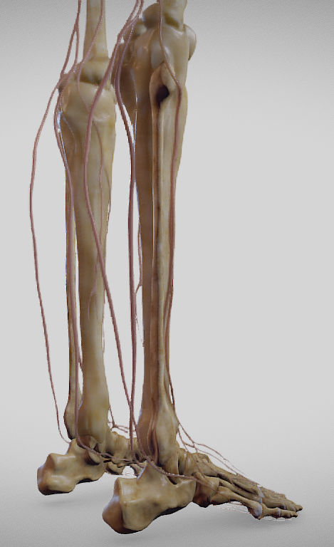 3D model Lower Limb skeleton and nerves VR / AR / low-poly | CGTrader