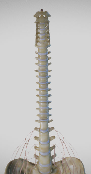 3D model Lower Limb skeleton and nerves VR / AR / low-poly | CGTrader