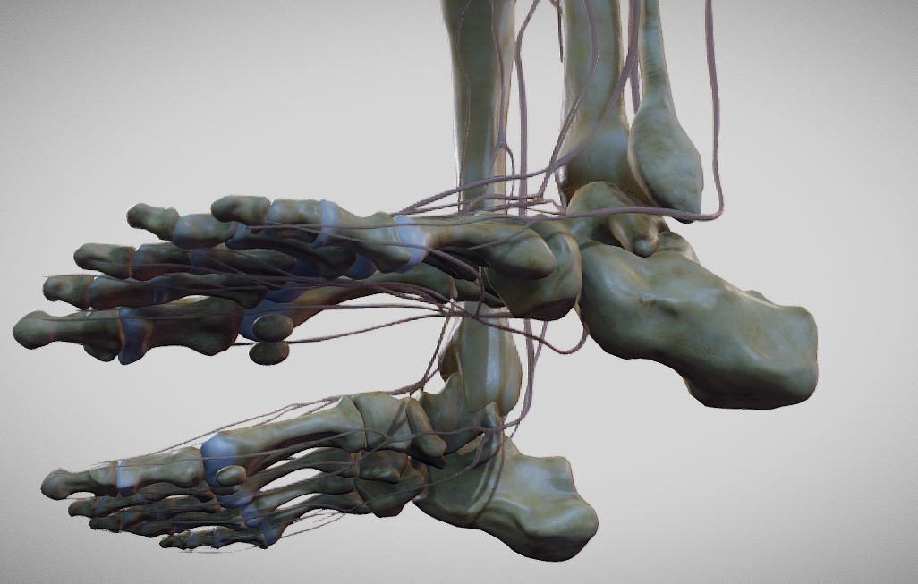 3D model Lower Limb skeleton and nerves VR / AR / low-poly | CGTrader