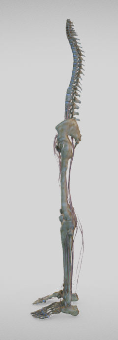 3D model Lower Limb skeleton and nerves VR / AR / low-poly | CGTrader