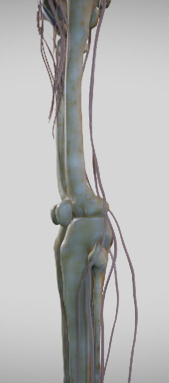 3D model Lower Limb skeleton and nerves VR / AR / low-poly | CGTrader