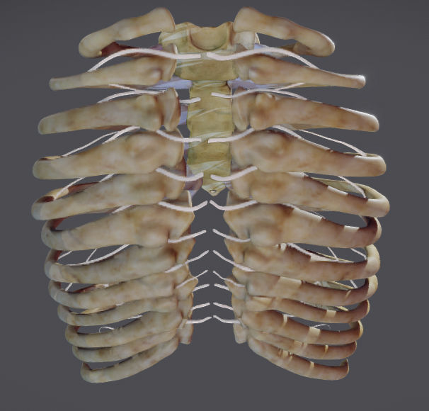 3D model Ribcage with Thoracic nerves VR / AR / low-poly | CGTrader