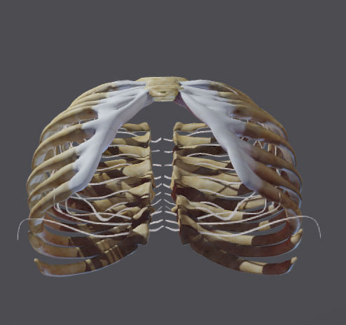 3D model Ribcage with Thoracic nerves VR / AR / low-poly | CGTrader