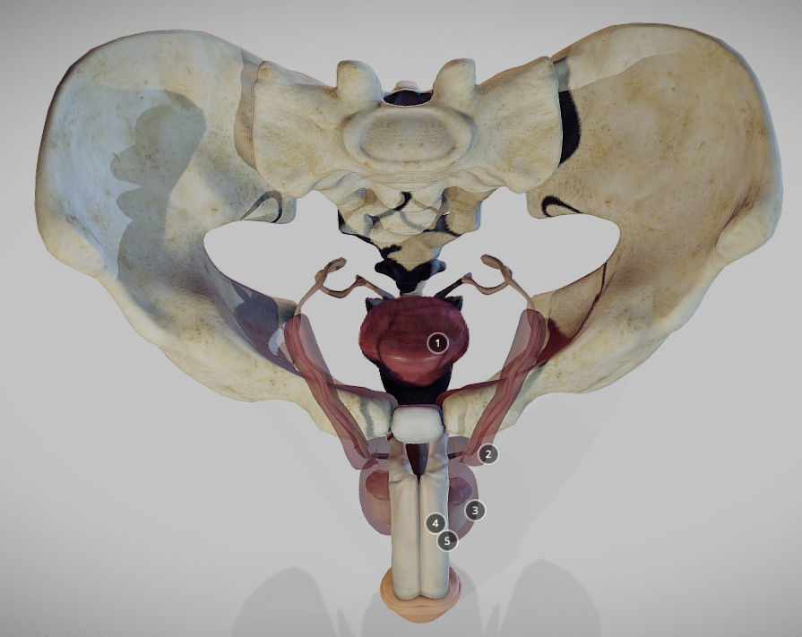 3D model The Pelvis And Male Genital Organs VR / AR / low-poly | CGTrader