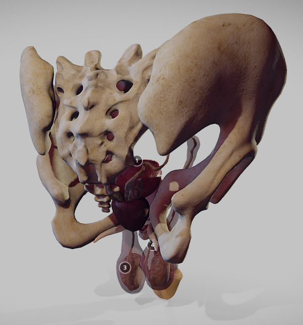 3D model The Pelvis And Male Genital Organs VR / AR / low-poly | CGTrader