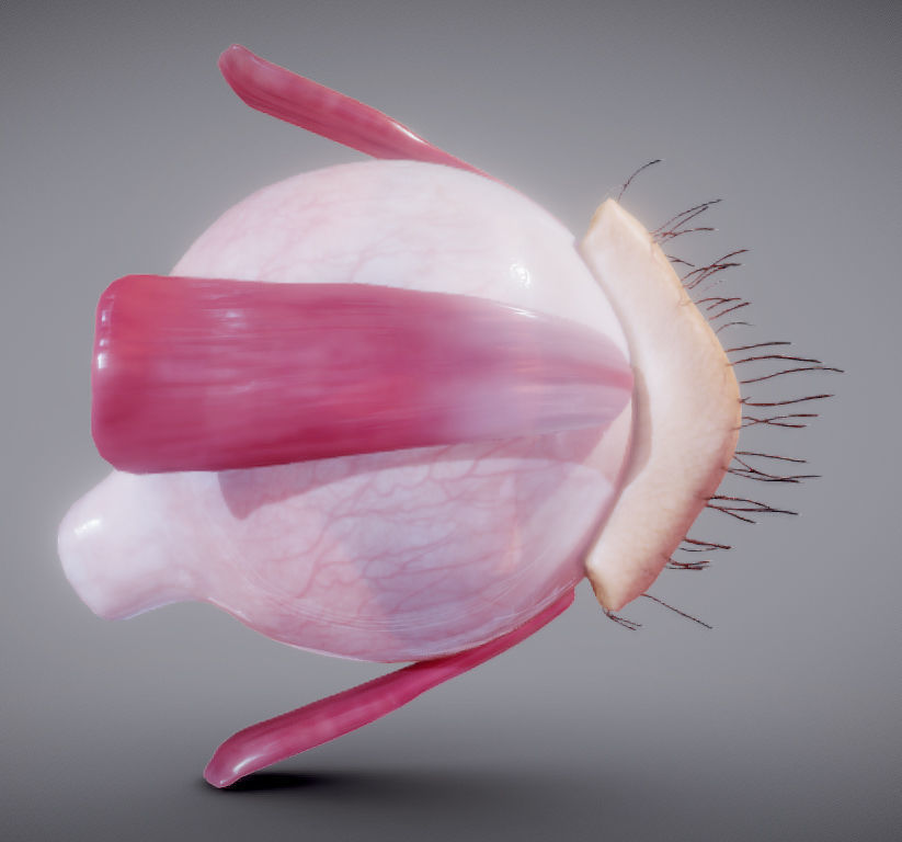 3D model Eye Cross section VR / AR / low-poly | CGTrader