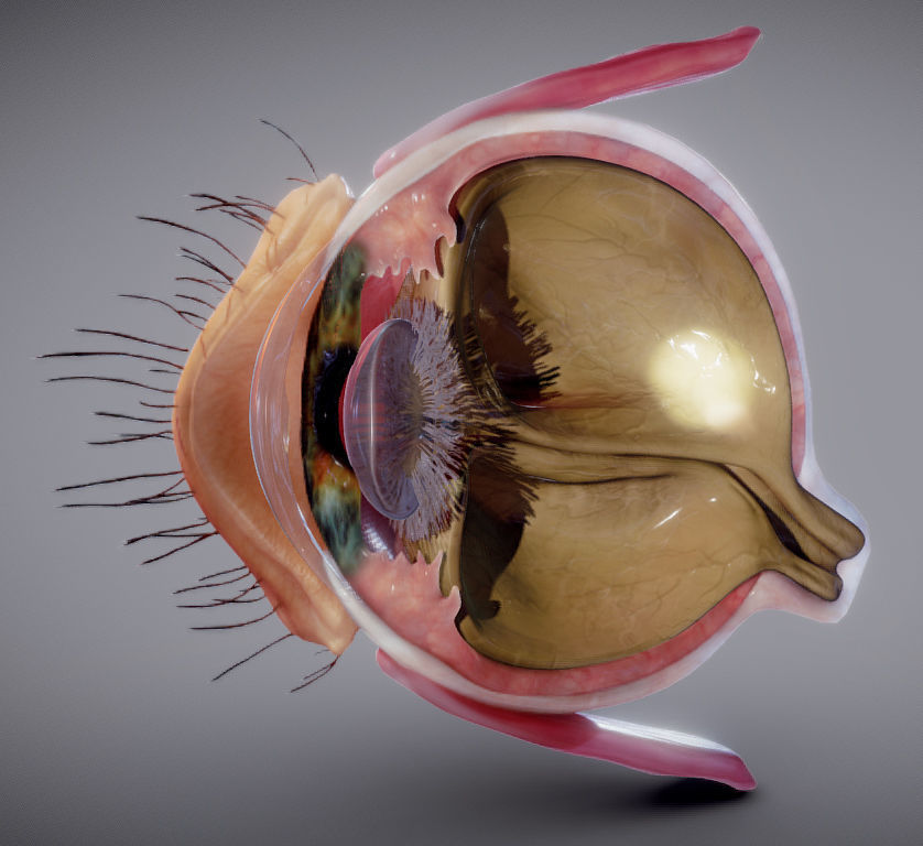 Eye Model Cross Section