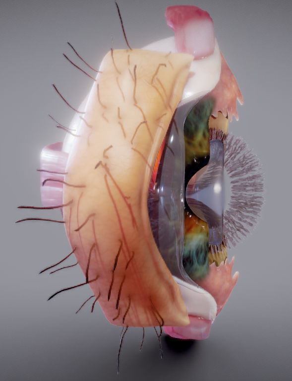 3D model Eye Cross section VR / AR / low-poly | CGTrader
