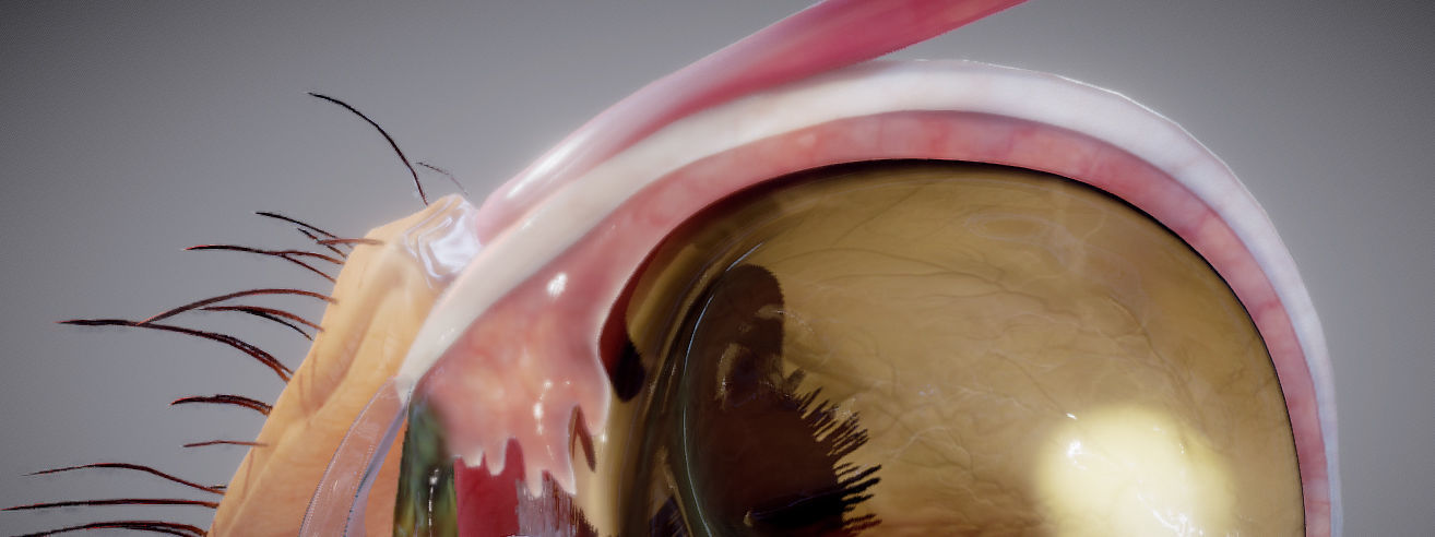 3D model Eye Cross section VR / AR / low-poly | CGTrader