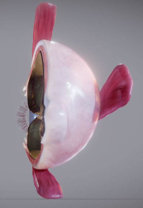 3D model Eye Cross section VR / AR / low-poly | CGTrader
