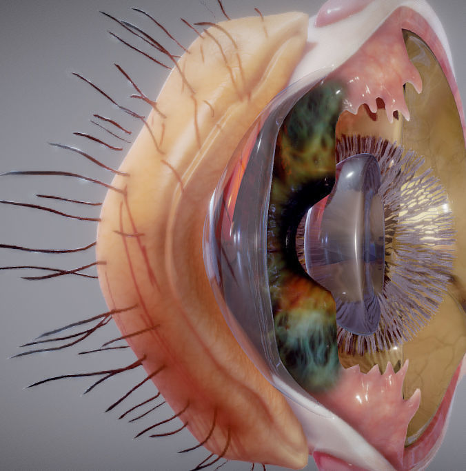 3D model Eye Cross section VR / AR / low-poly | CGTrader