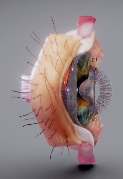 3D model Eye Cross section VR / AR / low-poly | CGTrader