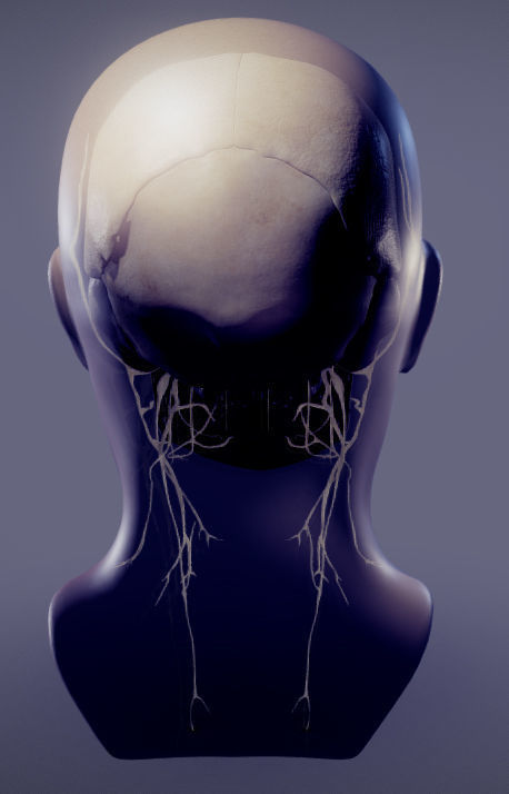 3D model Head Skull Cranial Nerves VR / AR / low-poly | CGTrader