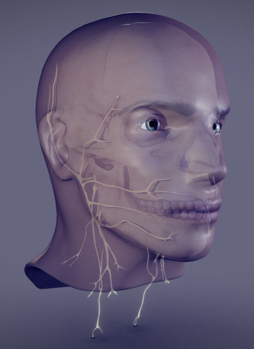 3D model Head Skull Cranial Nerves VR / AR / low-poly | CGTrader