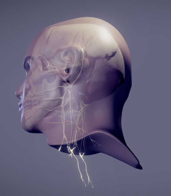 3D model Head Skull Cranial Nerves VR / AR / low-poly | CGTrader