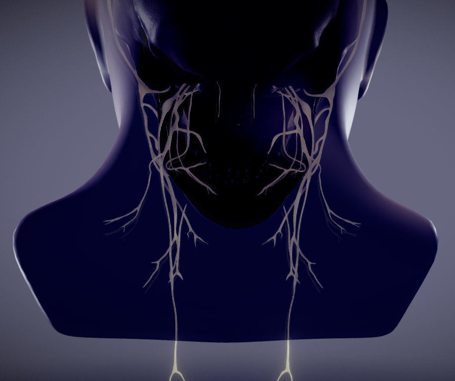 3D model Head Skull Cranial Nerves VR / AR / low-poly | CGTrader