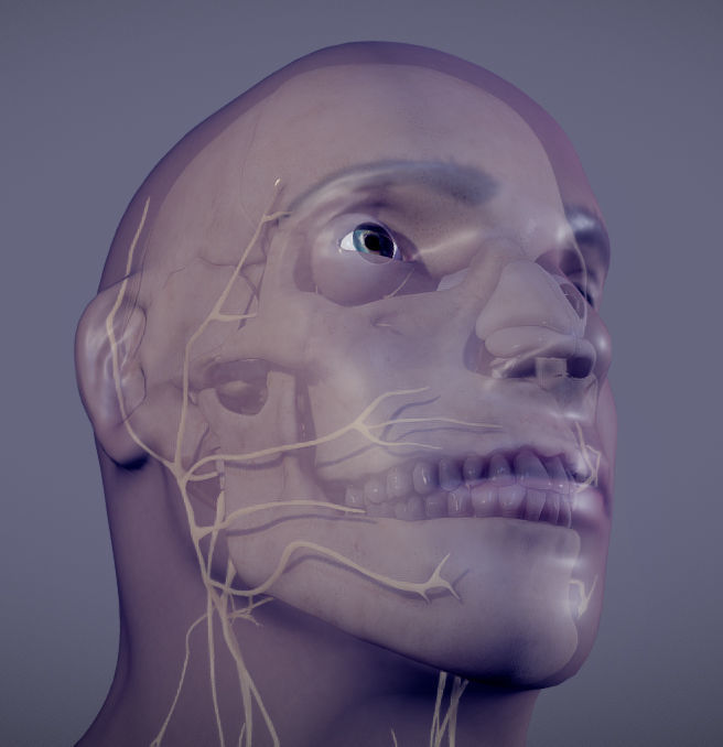 3D model Head Skull Cranial Nerves VR / AR / low-poly | CGTrader