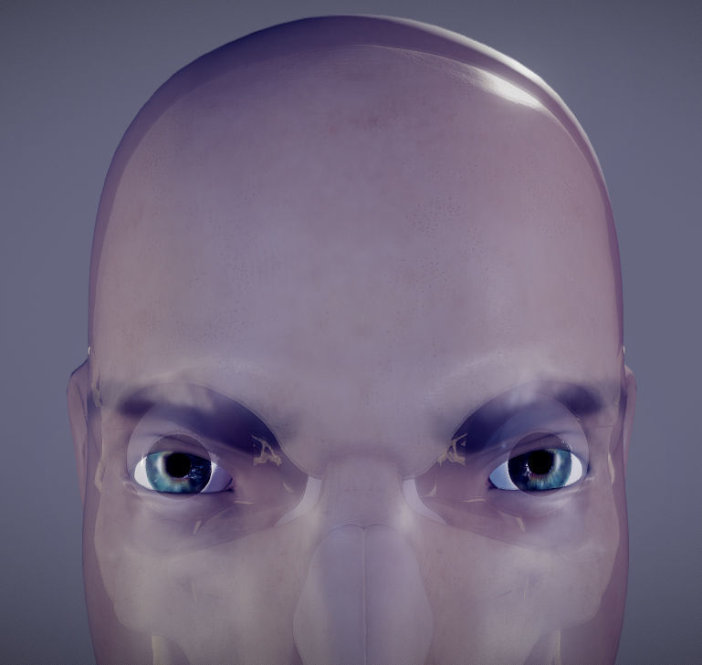 3D model Head Skull Cranial Nerves VR / AR / low-poly | CGTrader