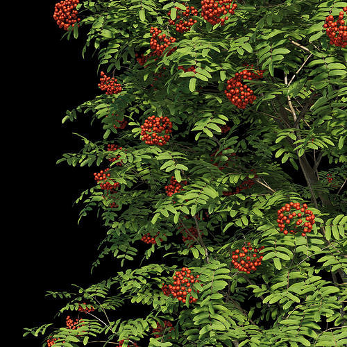 Collection Rowan 3D model | CGTrader