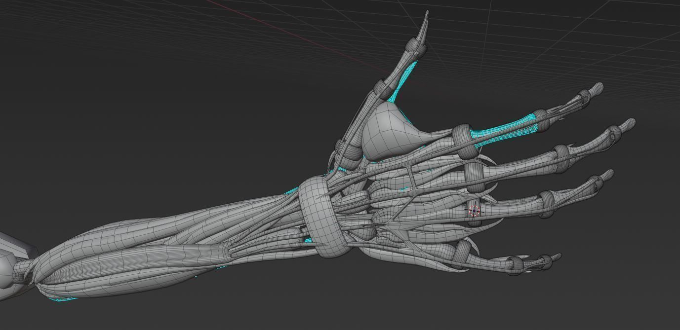 hand muscule 3D model | CGTrader