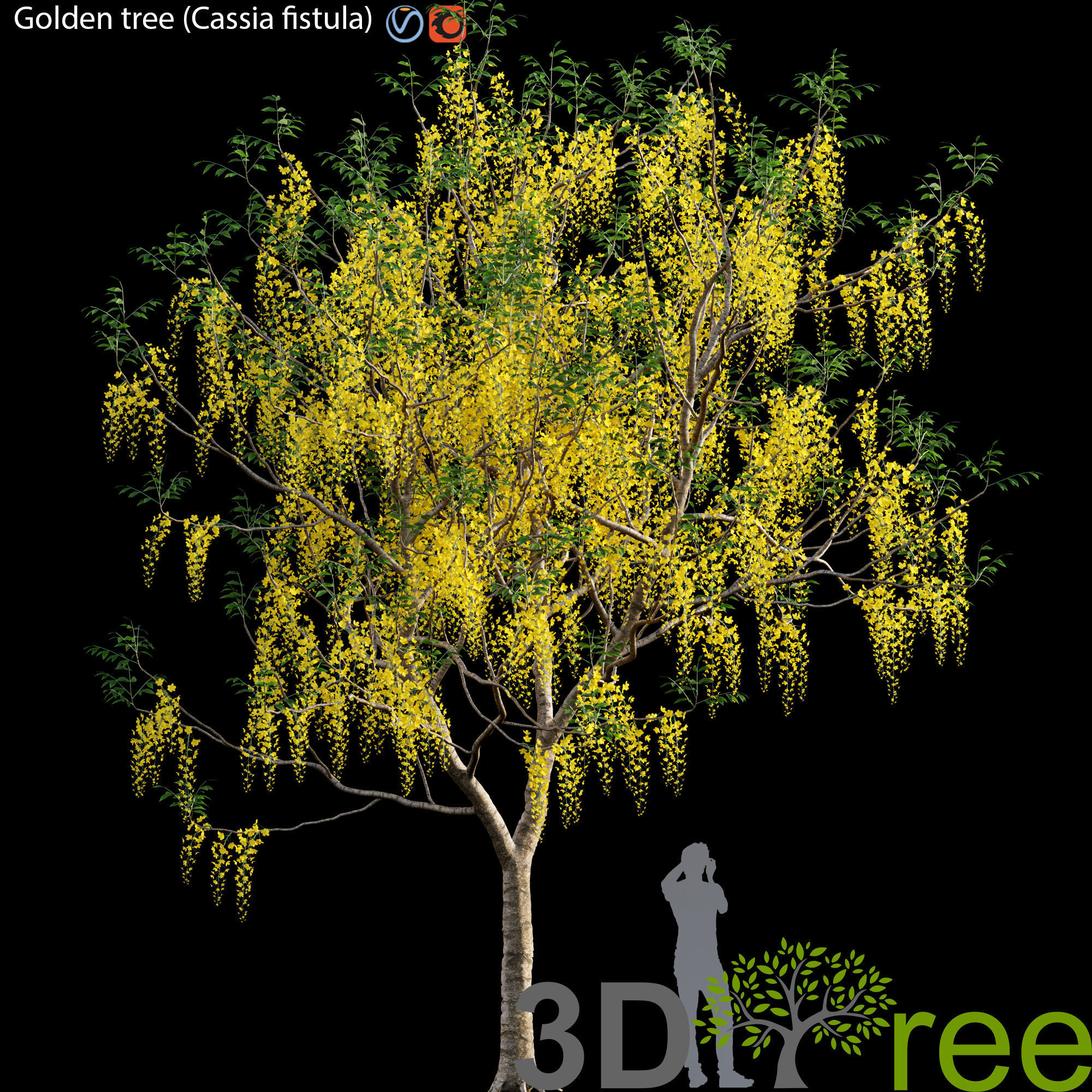 Golden tree -Cassia fistula-04 3D model | CGTrader