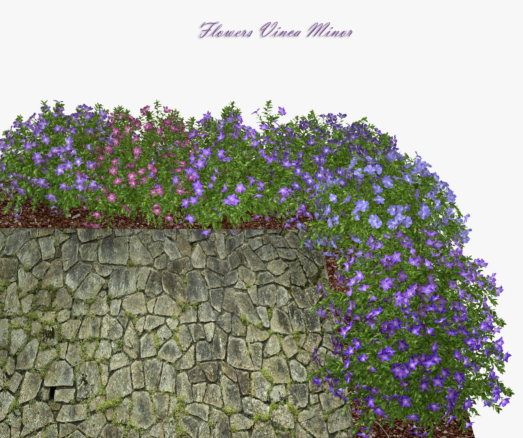 Flowers Vinca Minor 3D model | CGTrader