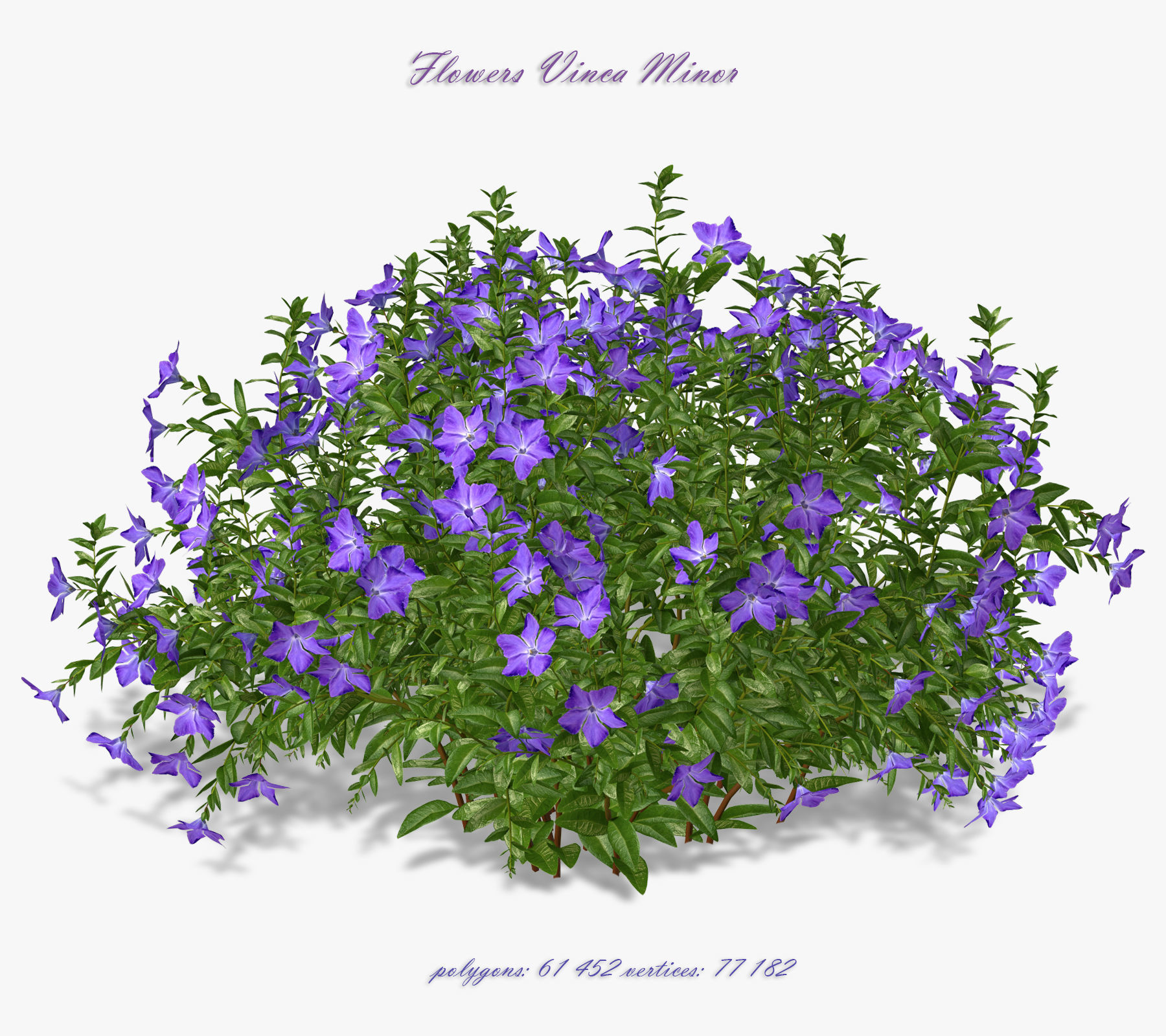 Flowers Vinca Minor 3D model | CGTrader