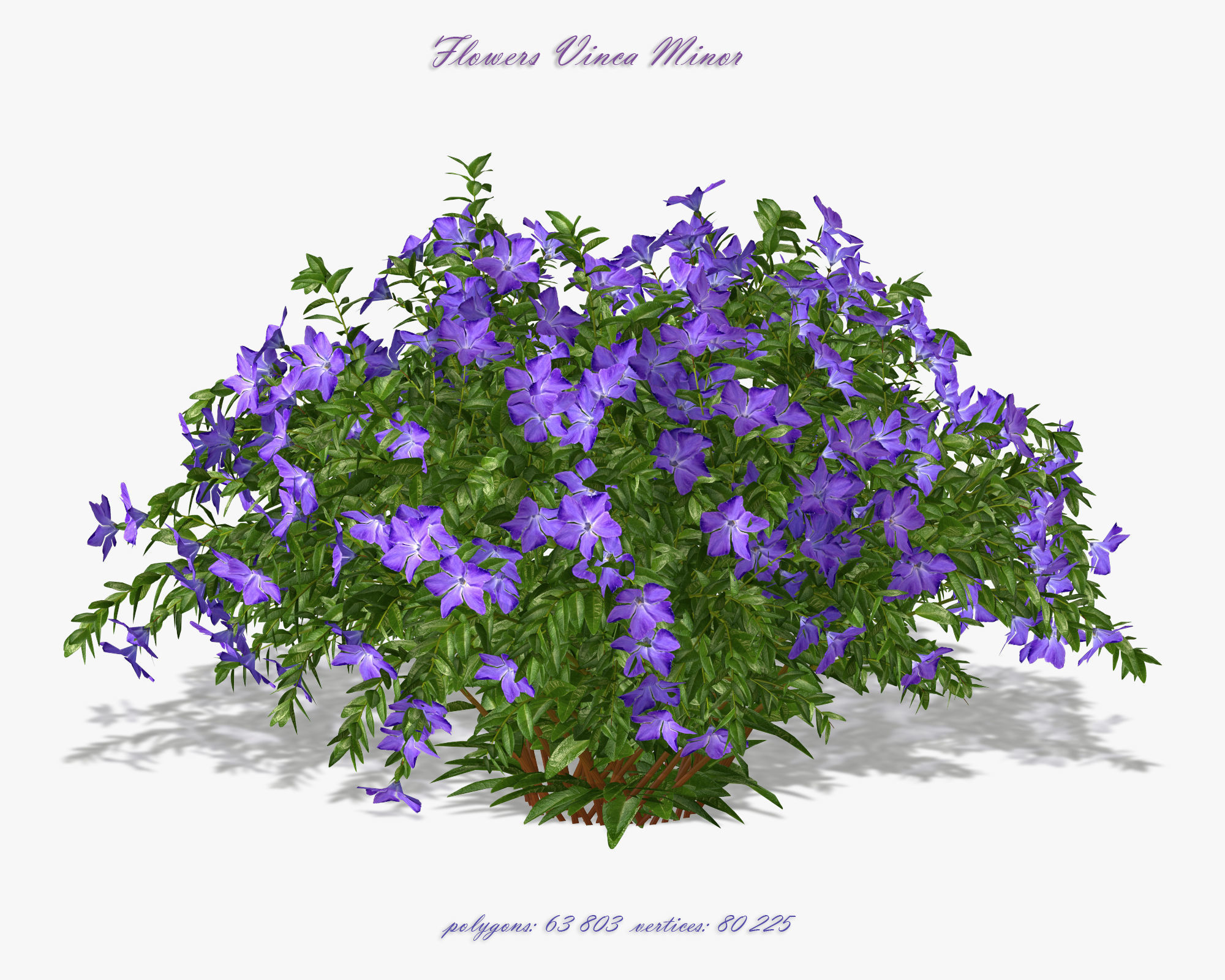 Flowers Vinca Minor 3D model | CGTrader