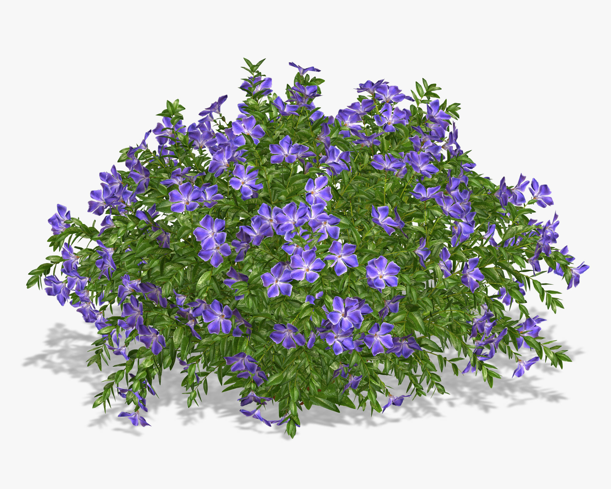 Flowers Vinca Minor 3D model | CGTrader