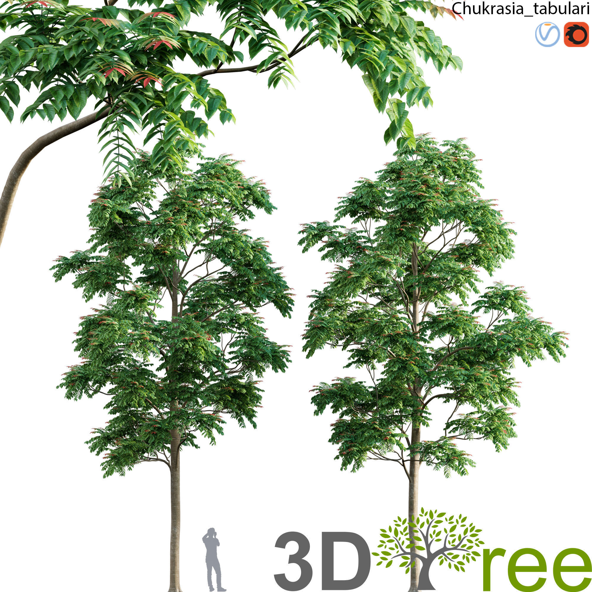 Chukrasia tabularis-chickrassy 01 3D model | CGTrader