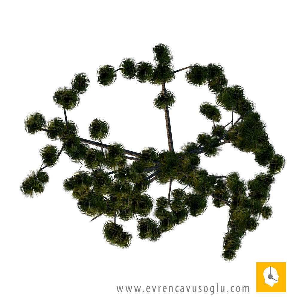 Sketchup Tree 01 free 3D model | CGTrader