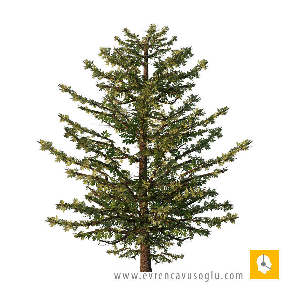 Sketchup Tree 03 free 3D model | CGTrader