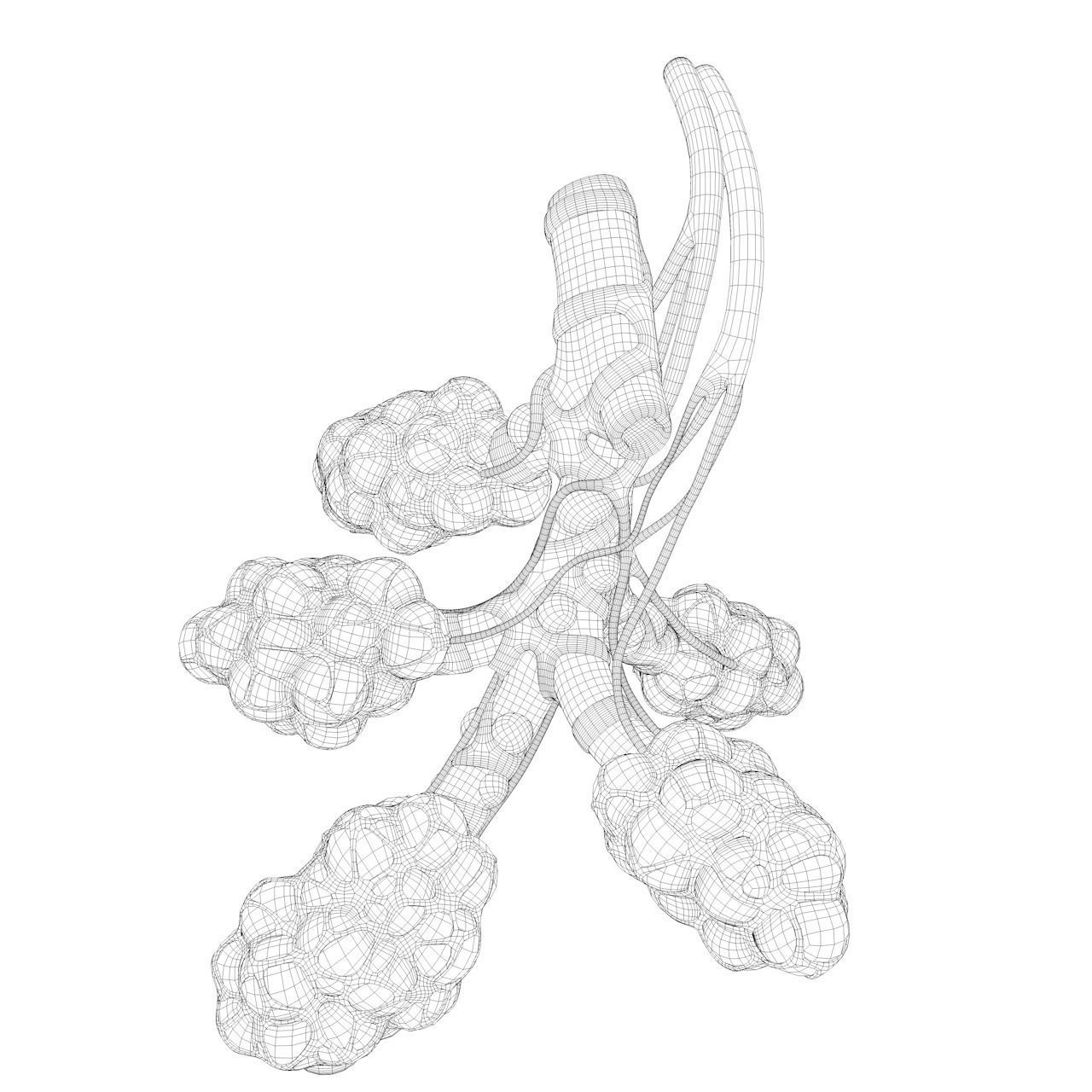 Realistic Human Bronchi Alveoli Anatomy 3D model | CGTrader