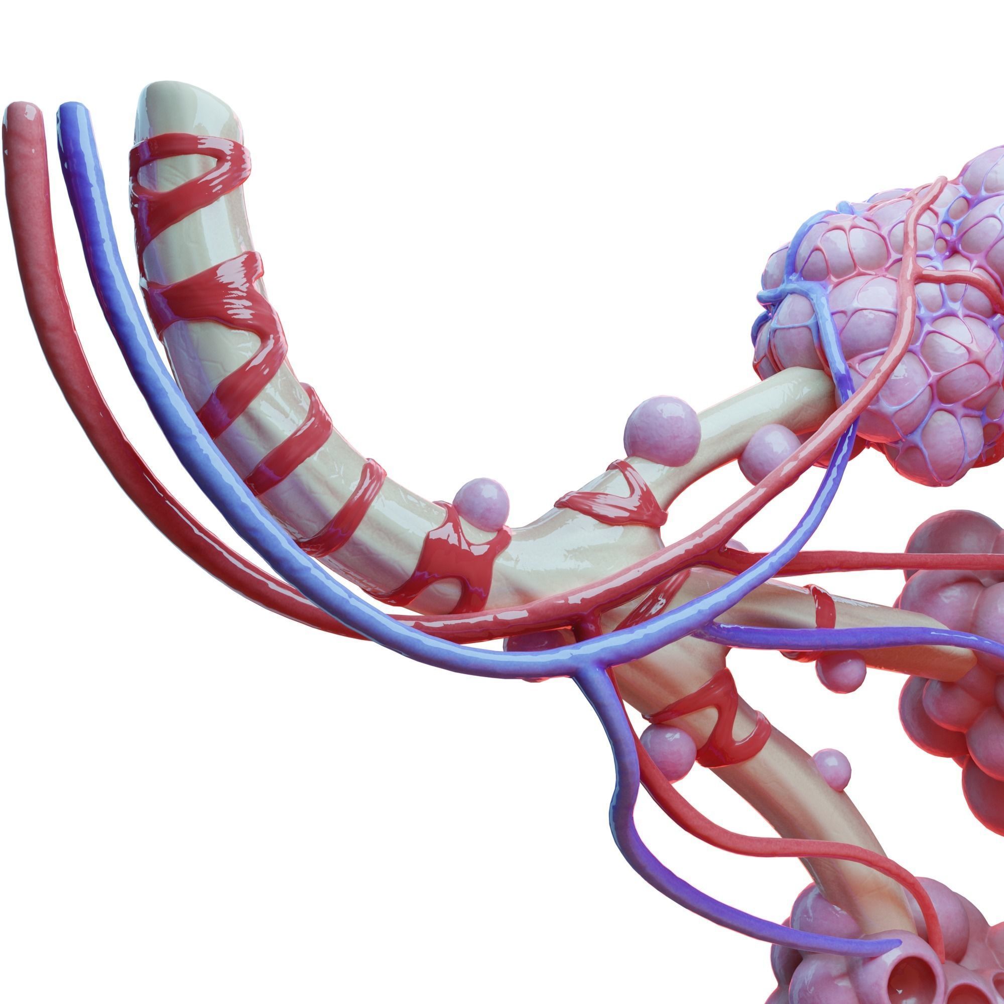 Realistic Human Bronchi Alveoli Anatomy 3D model | CGTrader