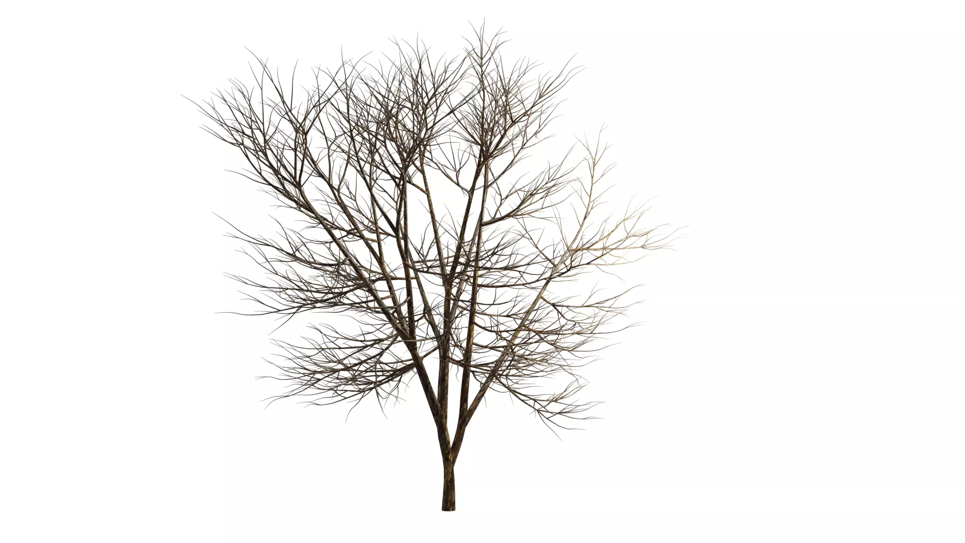 Happy little tree 3D model | CGTrader