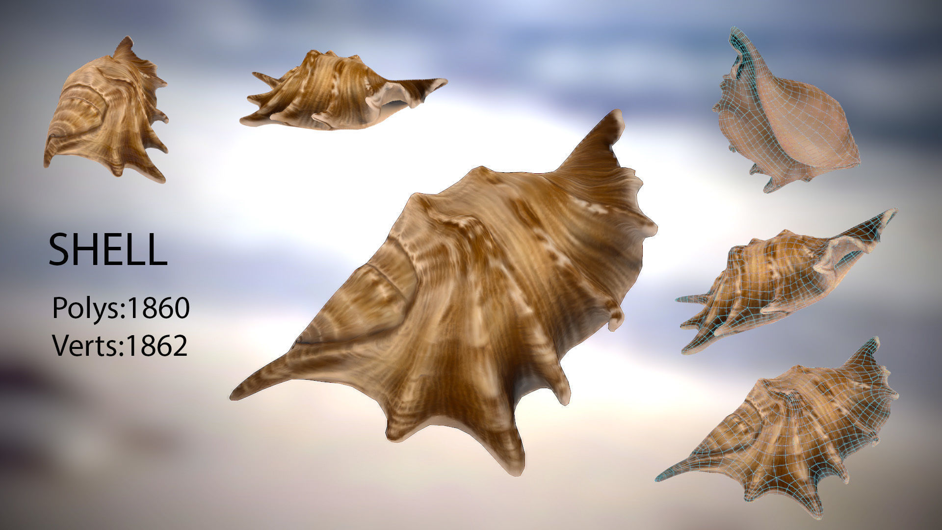 3D model Shell seashell VR / AR / low-poly | CGTrader